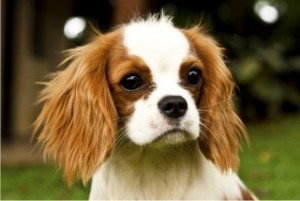 Lilies Cavaliers | O maior canil de Cavalier King Charles Spaniel do Brasil