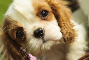 Lilies Cavaliers | O maior canil de Cavalier King Charles Spaniel do Brasil